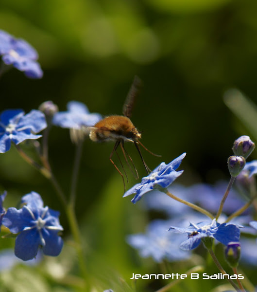 Large bee fly | Project Noah