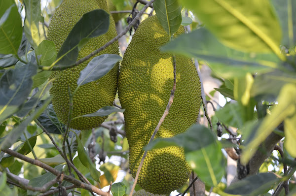 Breadfruit (yaca) | Project Noah