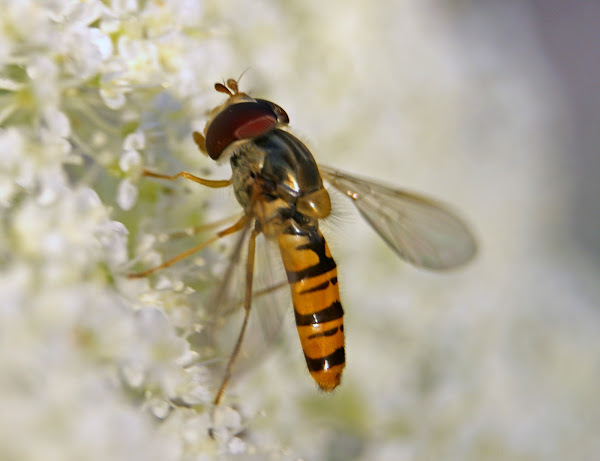 Marmalade Hover-Fly | Project Noah