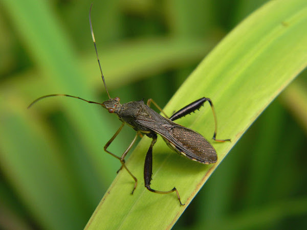 large brown bean bug | Project Noah