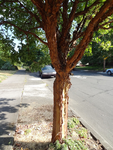 Paperbark maple | Project Noah