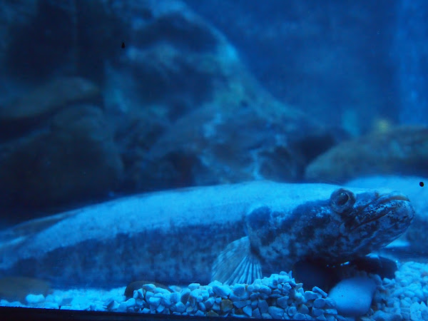 Forest snakehead | Project Noah