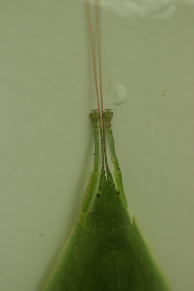 Leaf Mimic Katydid | Project Noah