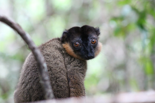 Collared Brown Lemur | Project Noah