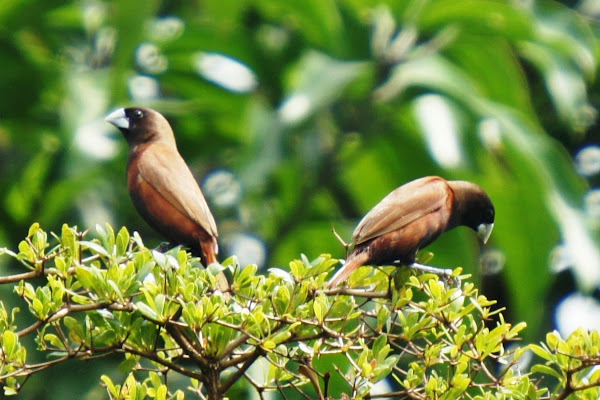 Black-headed Munia | Project Noah