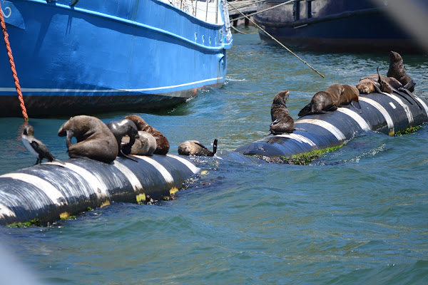 Cape Fur Seals | Project Noah