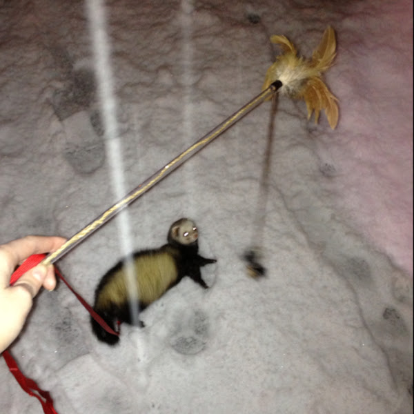 Domesticated Ferret | Project Noah