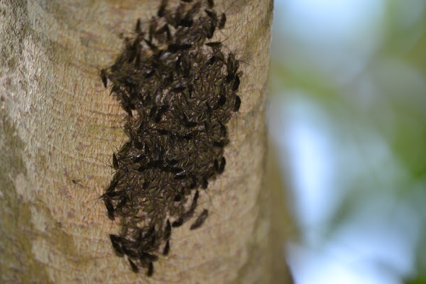 Bark Lice | Project Noah