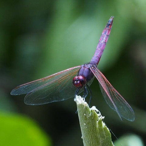 Violet Dropwing | Project Noah