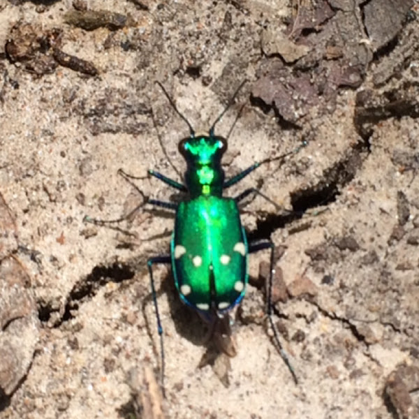 Six-spotted Tiger Beetle | Project Noah