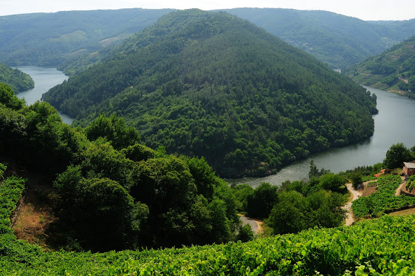 Grapevine | Project Noah