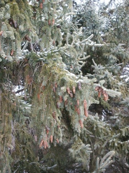 Spruce Tree | Project Noah