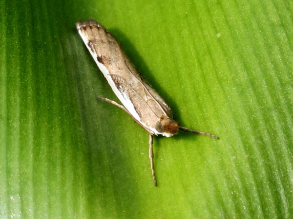Grass Moth | Project Noah