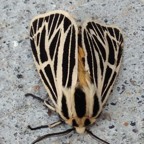 tiger moth | Project Noah