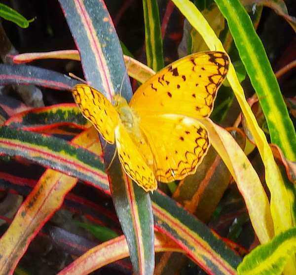 Common Leopard | Project Noah