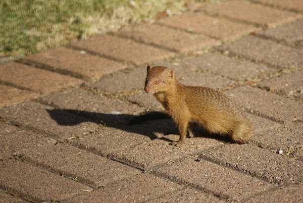 Slender Mongoose | Project Noah