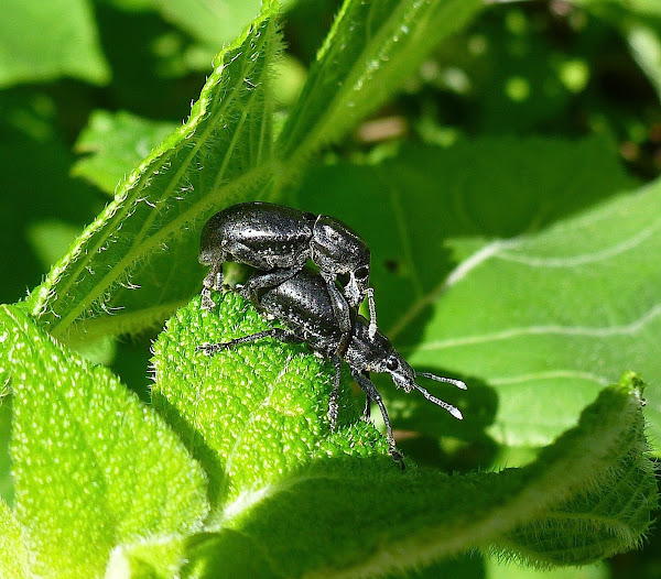 Broad-nosed weevils mating | Project Noah