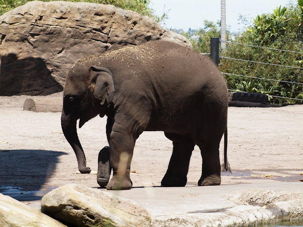 Asian Elephant | Project Noah