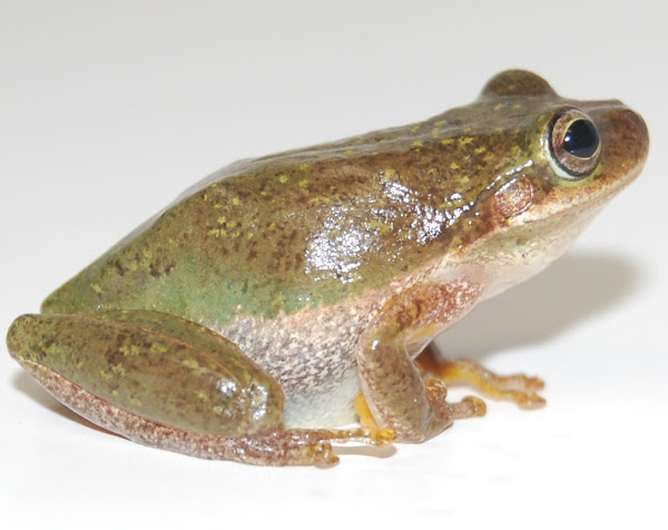 Squirrel Treefrog | Project Noah