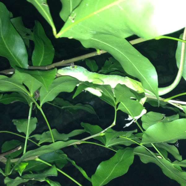 Puerto Rican Giant Anole | Project Noah