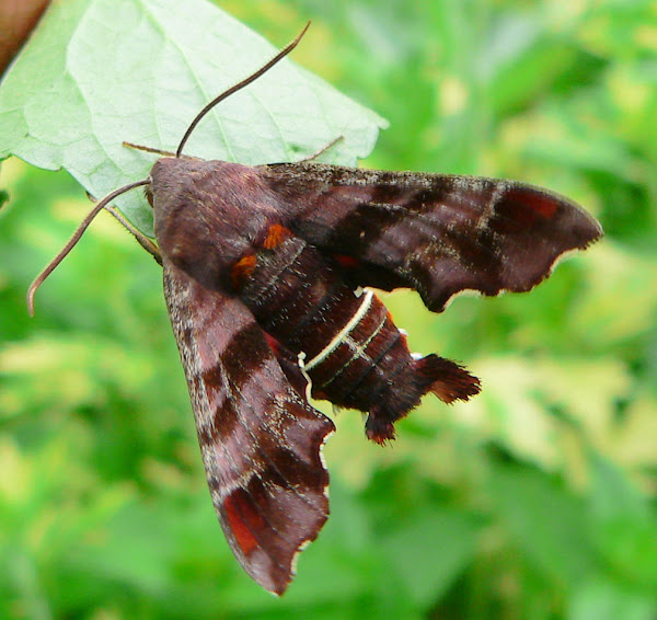 Nessus Sphinx Moth | Project Noah