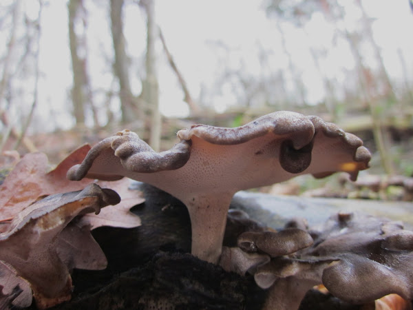 The winter polypore | Project Noah
