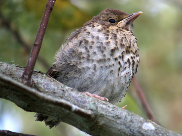 Song Thrush (juvenile) | Project Noah