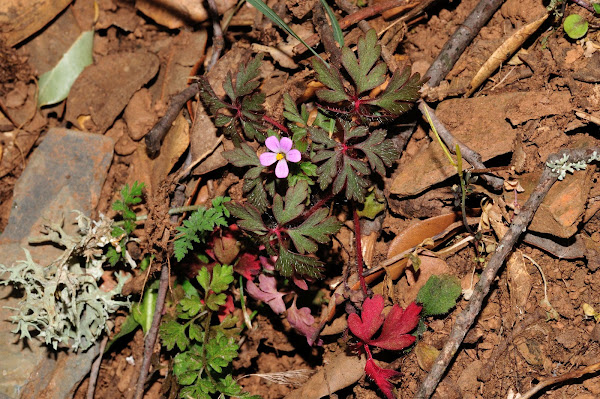 Herb Robert, geranio de San Roberto | Project Noah