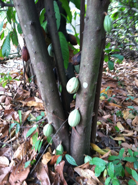 cocoa tree | Project Noah