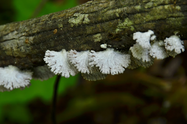 Splitgill | Project Noah