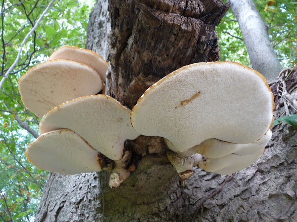 polypore | Project Noah