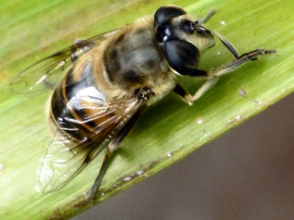 Drone Fly | Project Noah