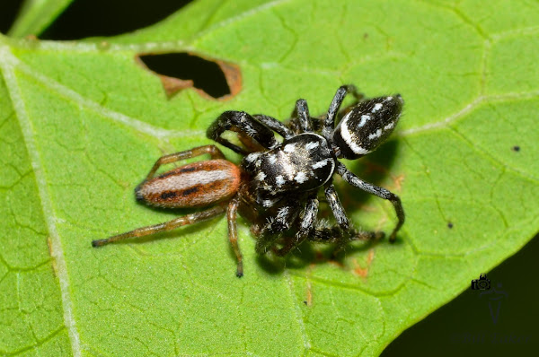 Jumping Spiders | Project Noah