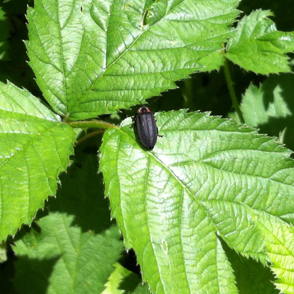 Diurnal Firefly | Project Noah