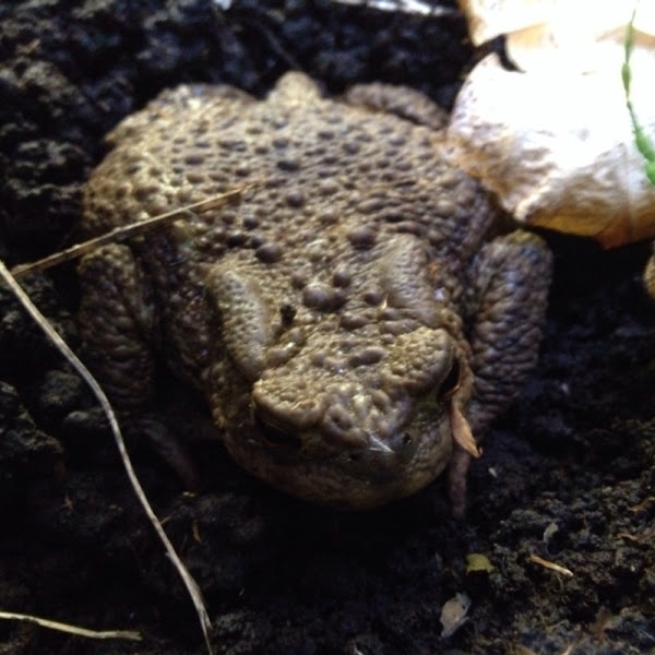 Common Toad | Project Noah