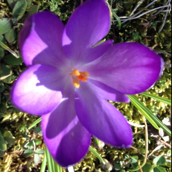 Crocus | Project Noah