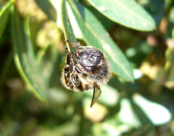 abeja | Project Noah