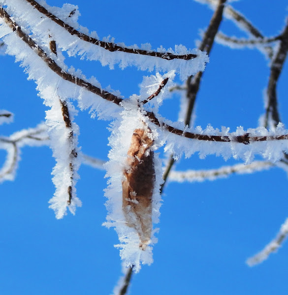 Leafroller moth | Project Noah