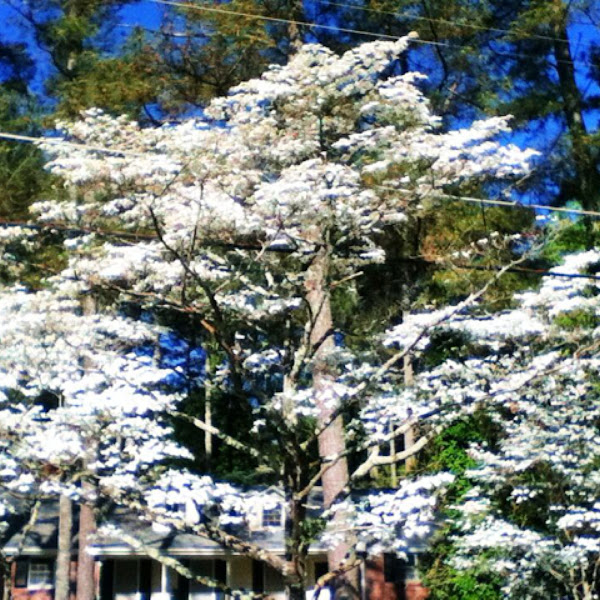 Flowering Dogwood tree | Project Noah