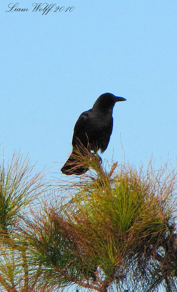 American Crow | Project Noah