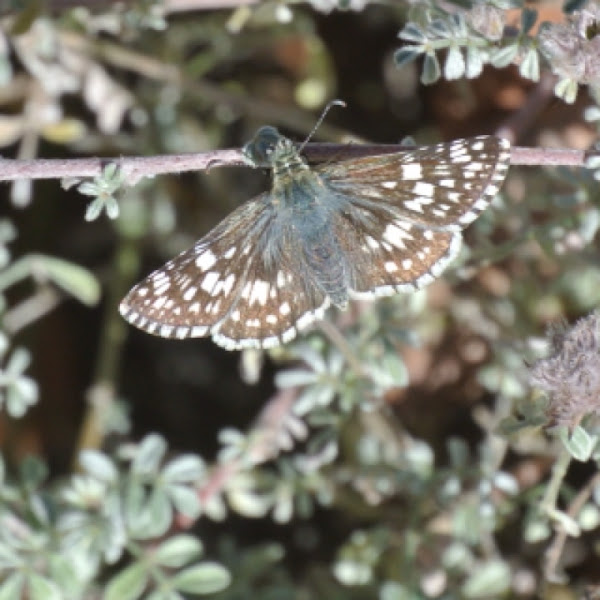 Common Checkered Skipper | Project Noah