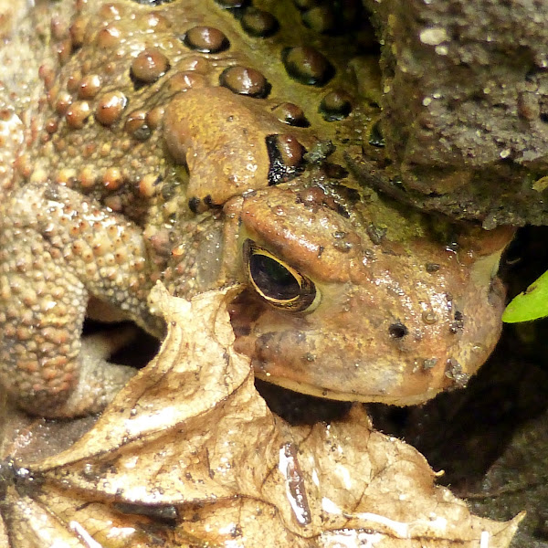 American Toad | Project Noah
