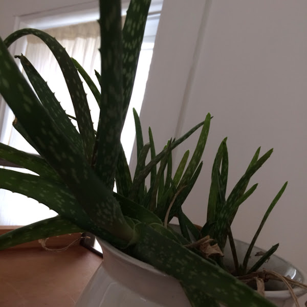 Aloe plant | Project Noah