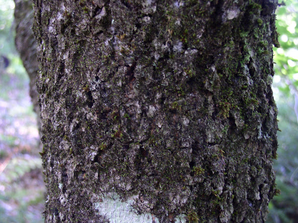 American Beech | Project Noah