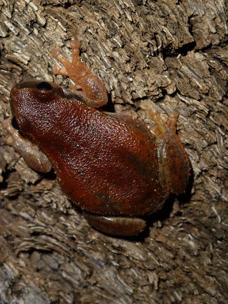 Desert tree frog | Project Noah