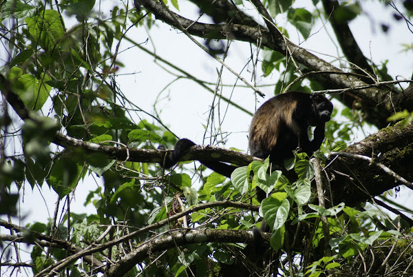 Howler monkey | Project Noah