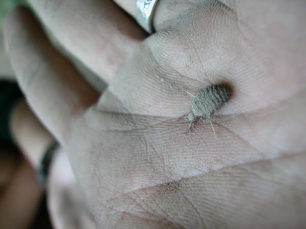 Antlion larva | Project Noah