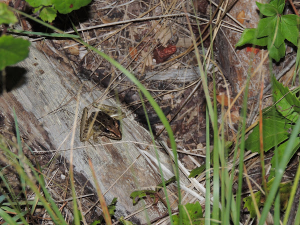 Southern Leopard Frog | Project Noah