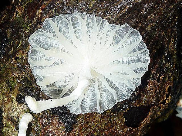 Hongo de lianas | Project Noah