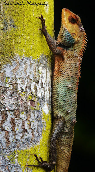 Oriental Garden Lizard | Project Noah